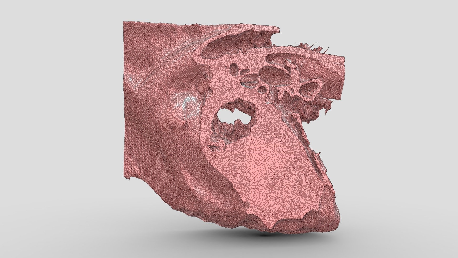 Canine Heart Anatomy: Atrial Septal Defect (ASD) - 3D model by Advanced ...