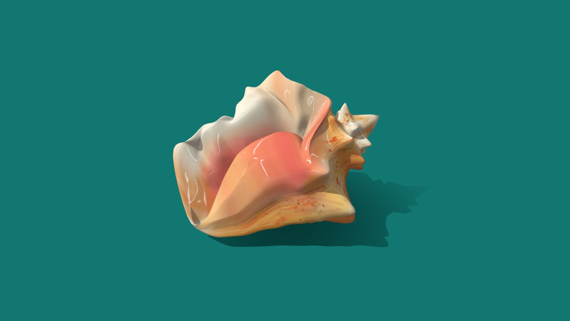Queen Conch Shell - 3D model by svassor [087d57b] - Sketchfab