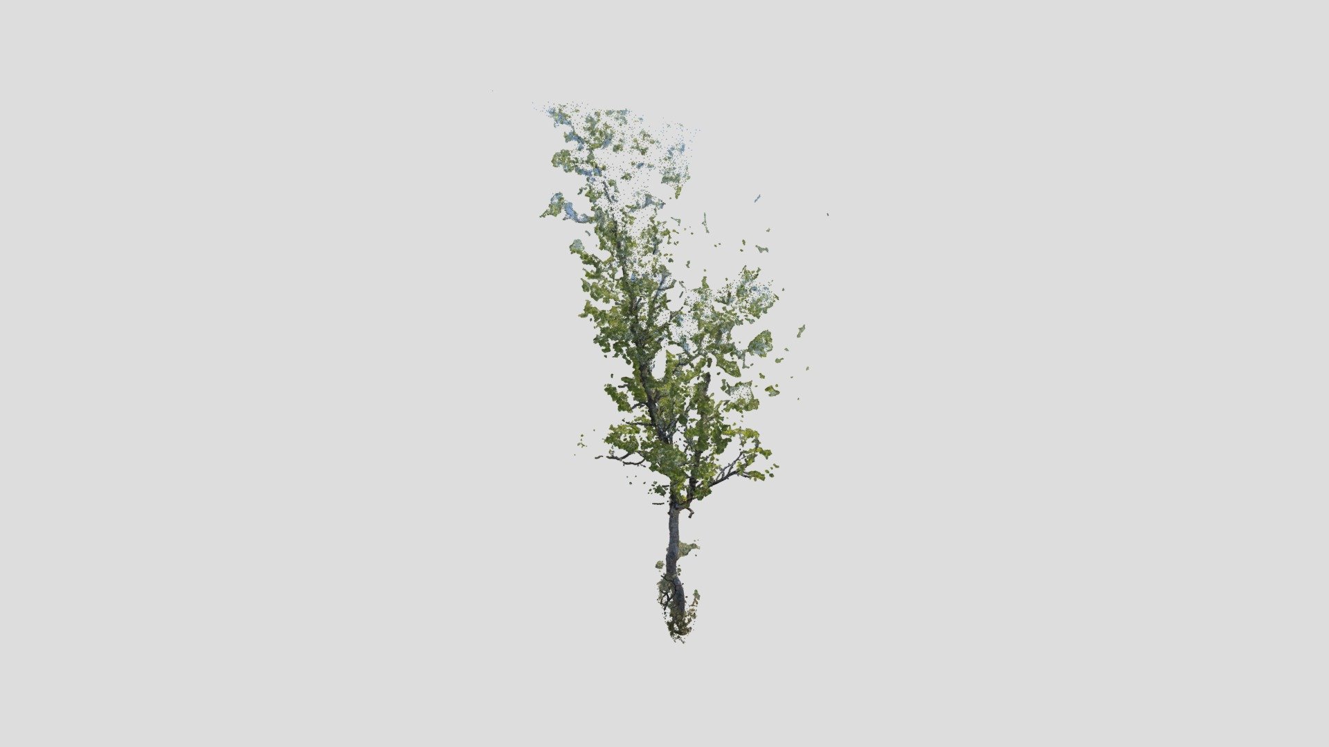 birch - 3D model by sebvhe [087d7df] - Sketchfab