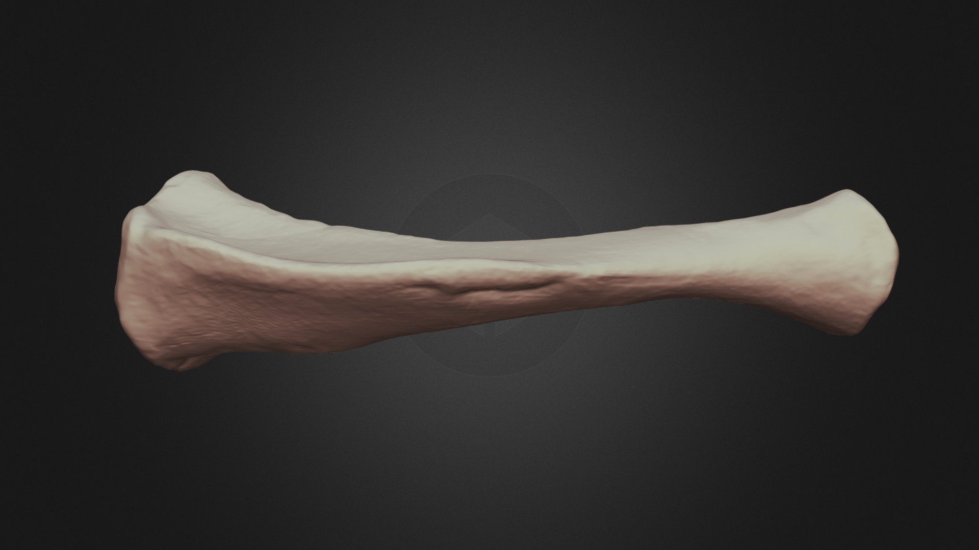 E-3-5-63 BEAVER LEFT TIBIA - 3D model by LakeheadAnthropology [087e884 ...