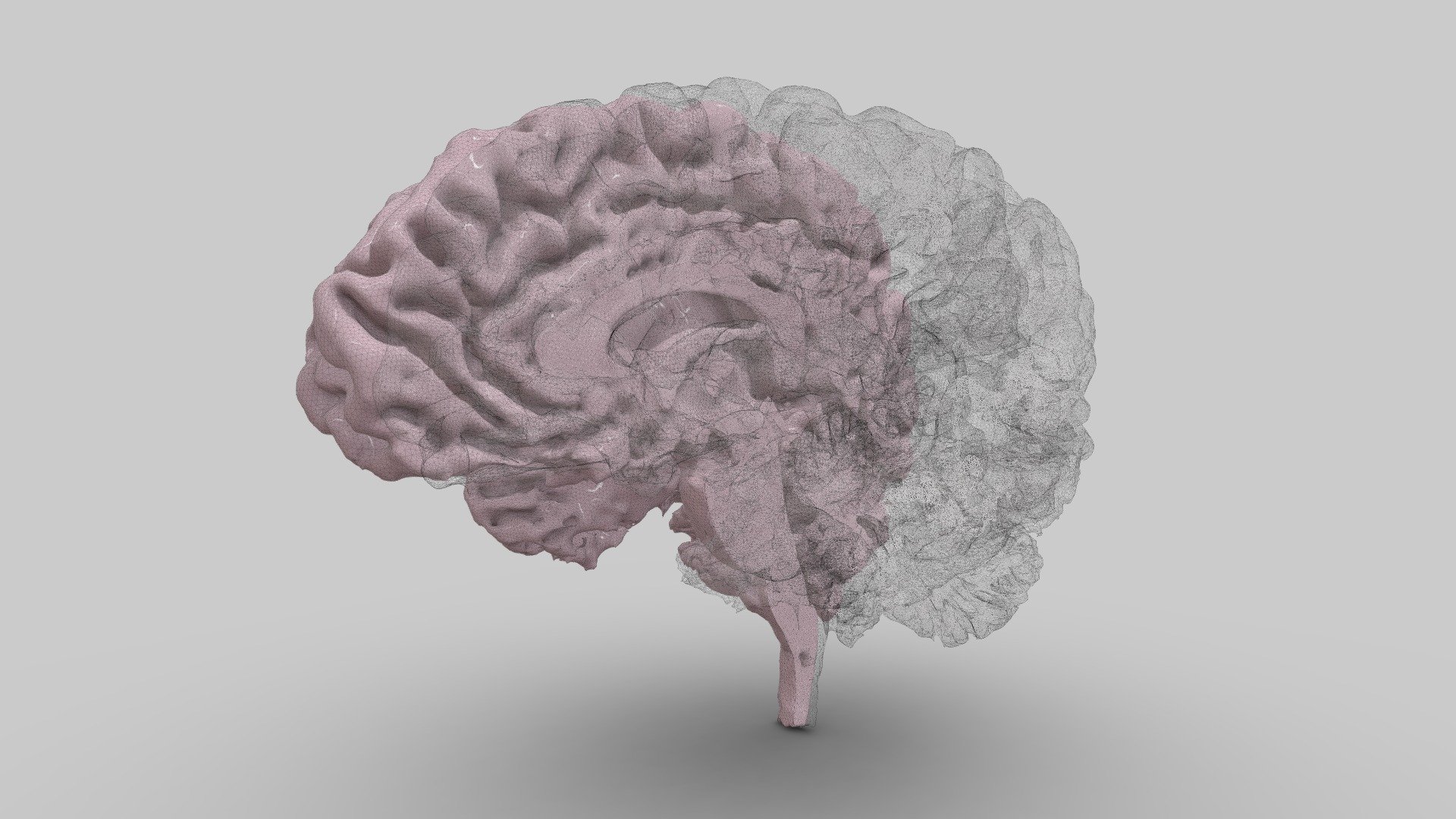 Human 3D Brain Study - 3D model by Pixelbeaker [0880cc3] - Sketchfab
