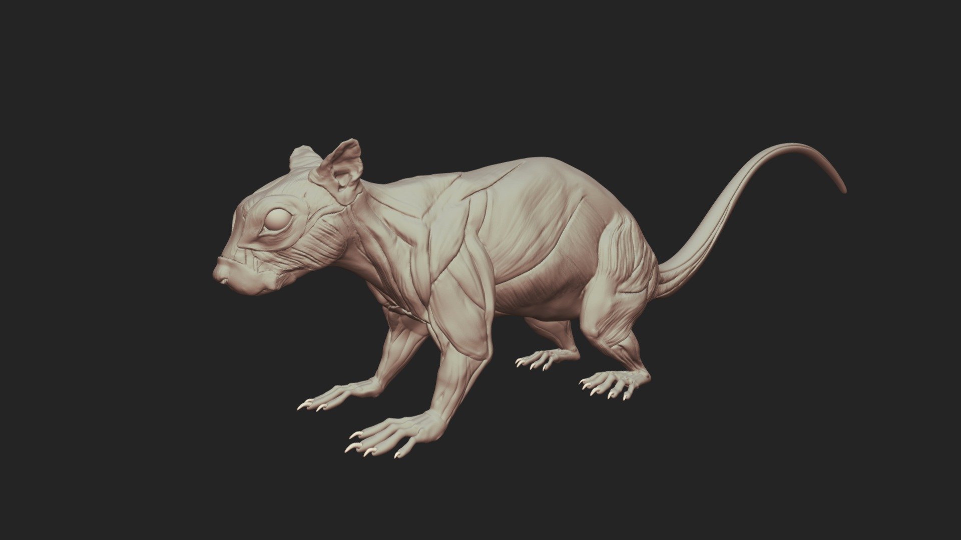 Squirrel Work In Progress - Download Free 3D model by SA Anatomy ...