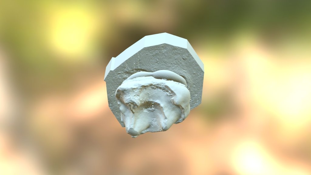 scaled primate tooth - 3D model by Shared via 3DPrinterOS and SketchFab ...