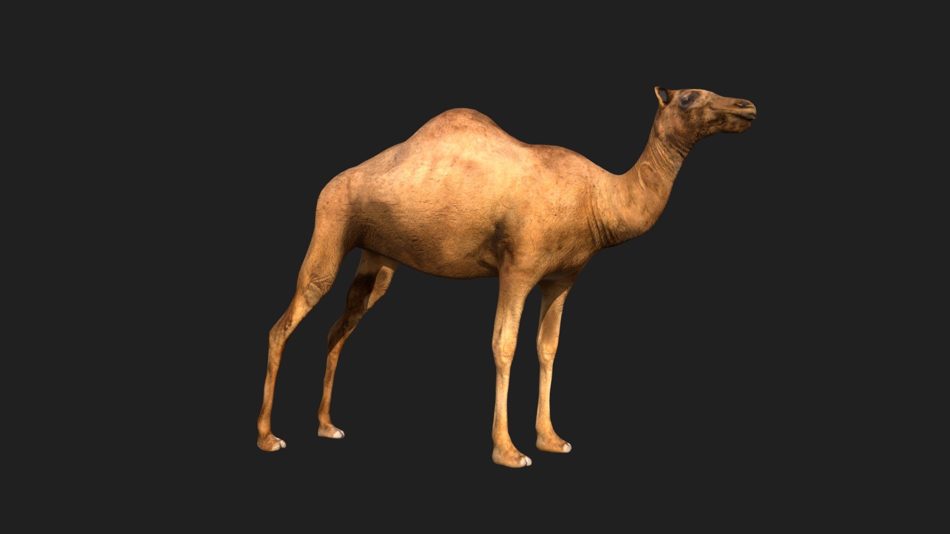 camel - 3D model by Imad Hamouda (@imsa) [08909d9] - Sketchfab