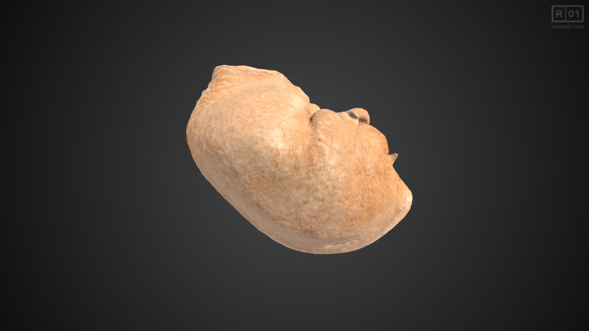 Horniman museum - Whale eardrum - 3D model by Reality 01 (R01 ...