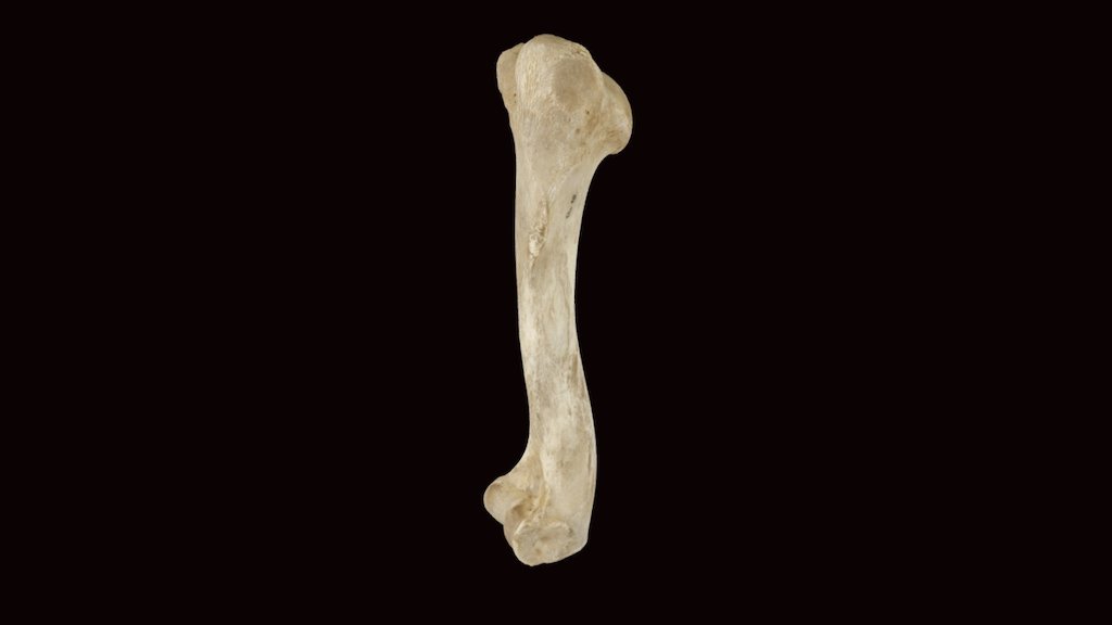 Humerus - A 3D model collection by Armankhodai - Sketchfab