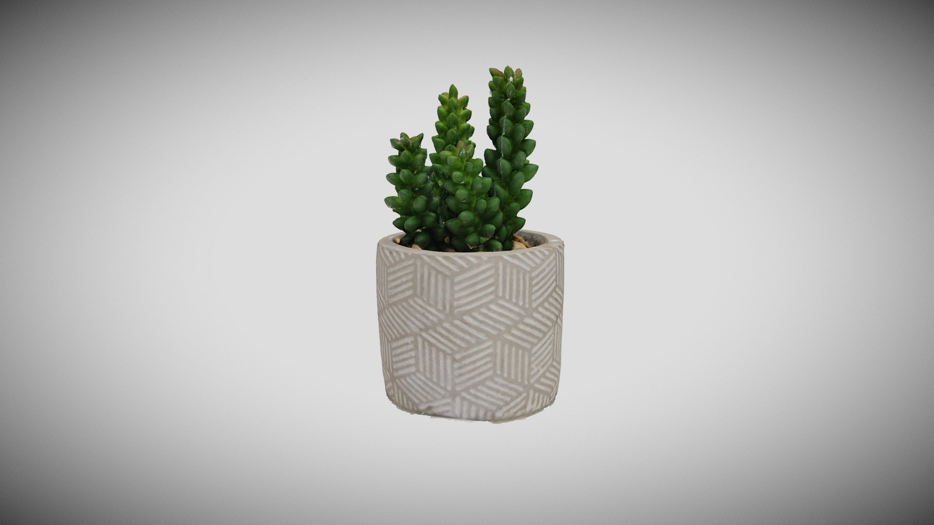 Succulent plant - 3D model by allyschwulst [0894ff5] - Sketchfab