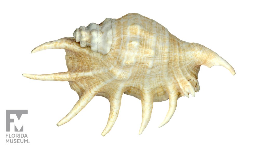 Invertebrate Zoology - A 3D model collection by FloridaMuseum - Sketchfab