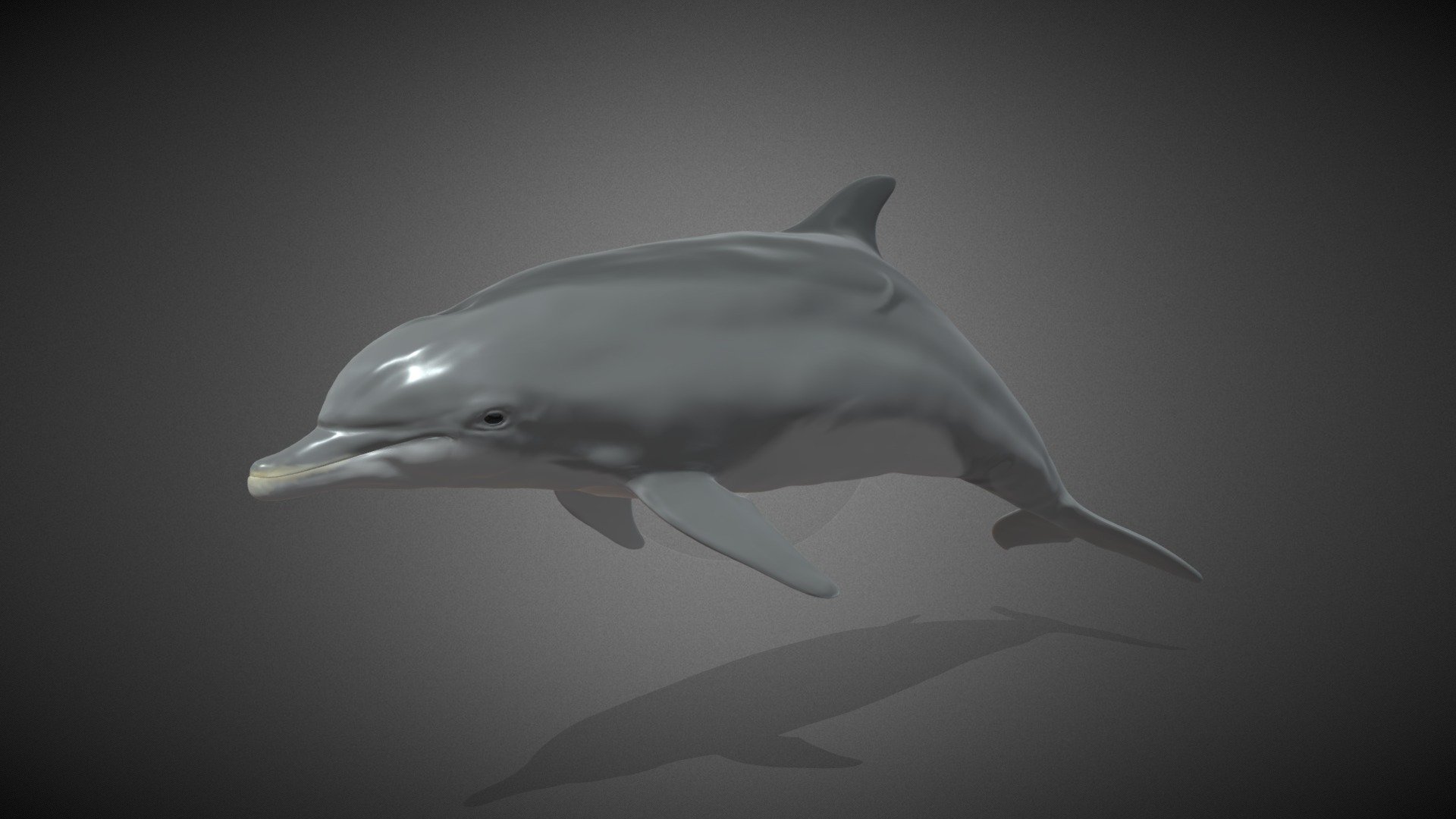 Dolphin bottlenose - Buy Royalty Free 3D model by 3dartstevenz [0899626 ...