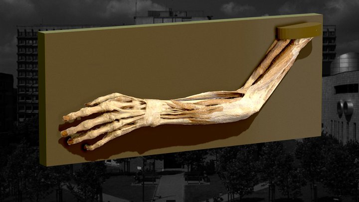 Forearm 3D models - Sketchfab