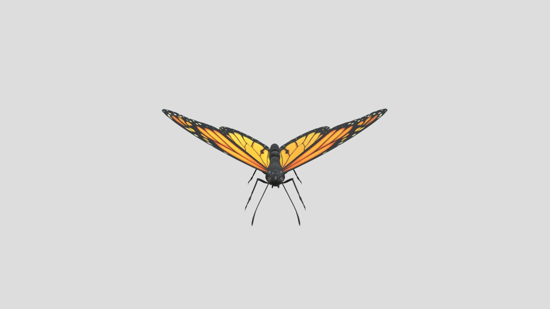 Animated_ Flying_ Fluttering_ Butterfly_ Loop - 3D model by nrugrim ...