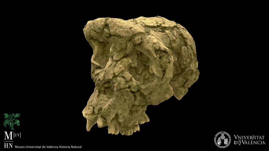 Human Evolution Collection from the MUVHN - A 3D model collection by ...