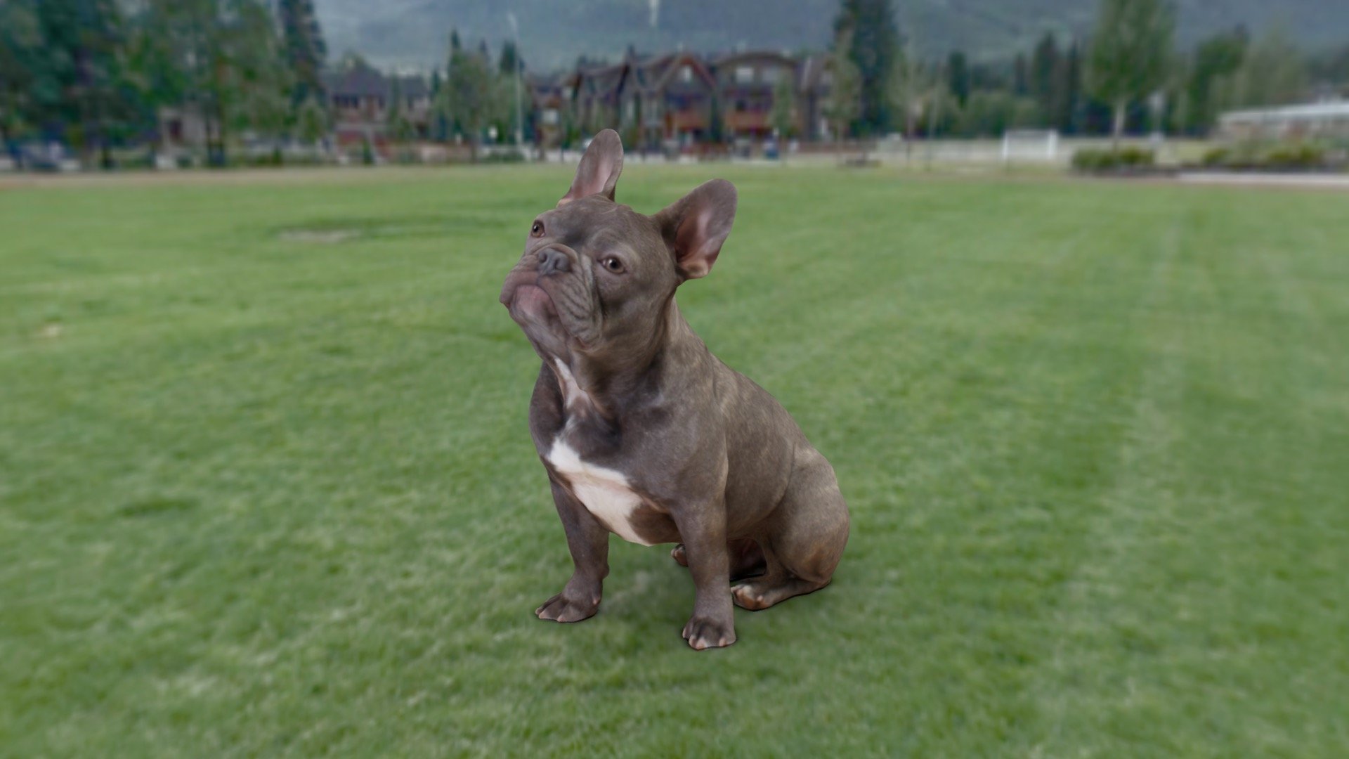 Archie - French Bulldog - 3D model by GravityB [08a7578] - Sketchfab