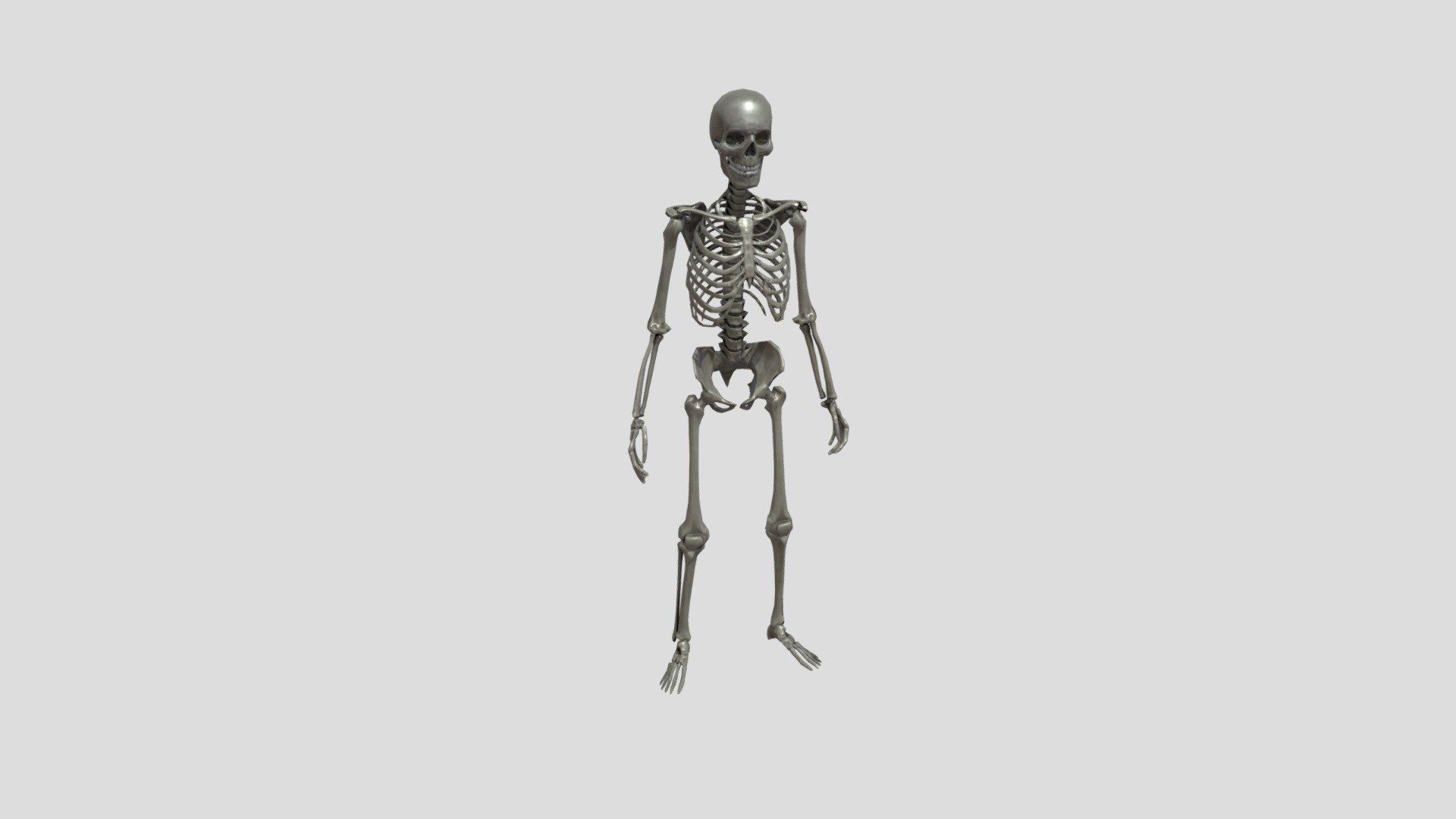 Lowpoly Human Skeleton (Rigged) - Download Free 3D model by Void (@Void ...