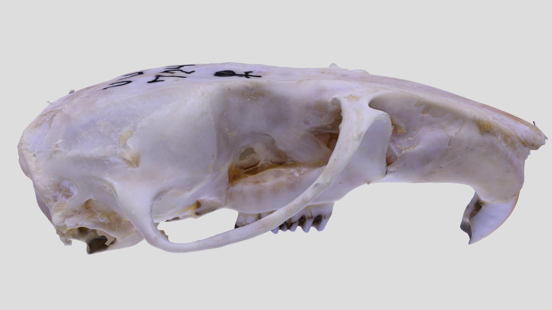 UWYMV:Mamm:724, Neotoma cinerea, crania - Download Free 3D model by ...