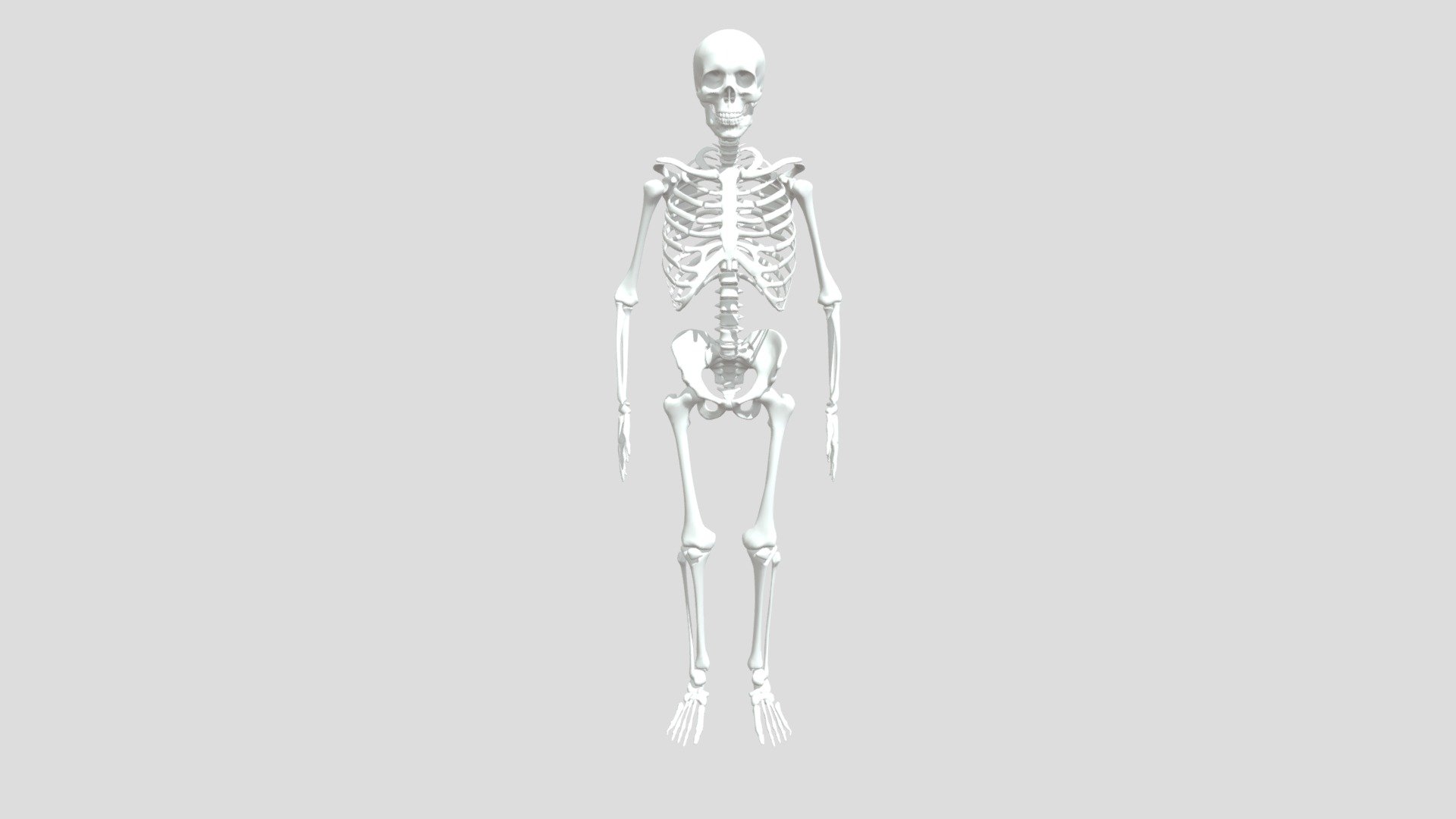 Skeleton - Download Free 3D model by khyrallah2020 (@khyralla1h2020 ...
