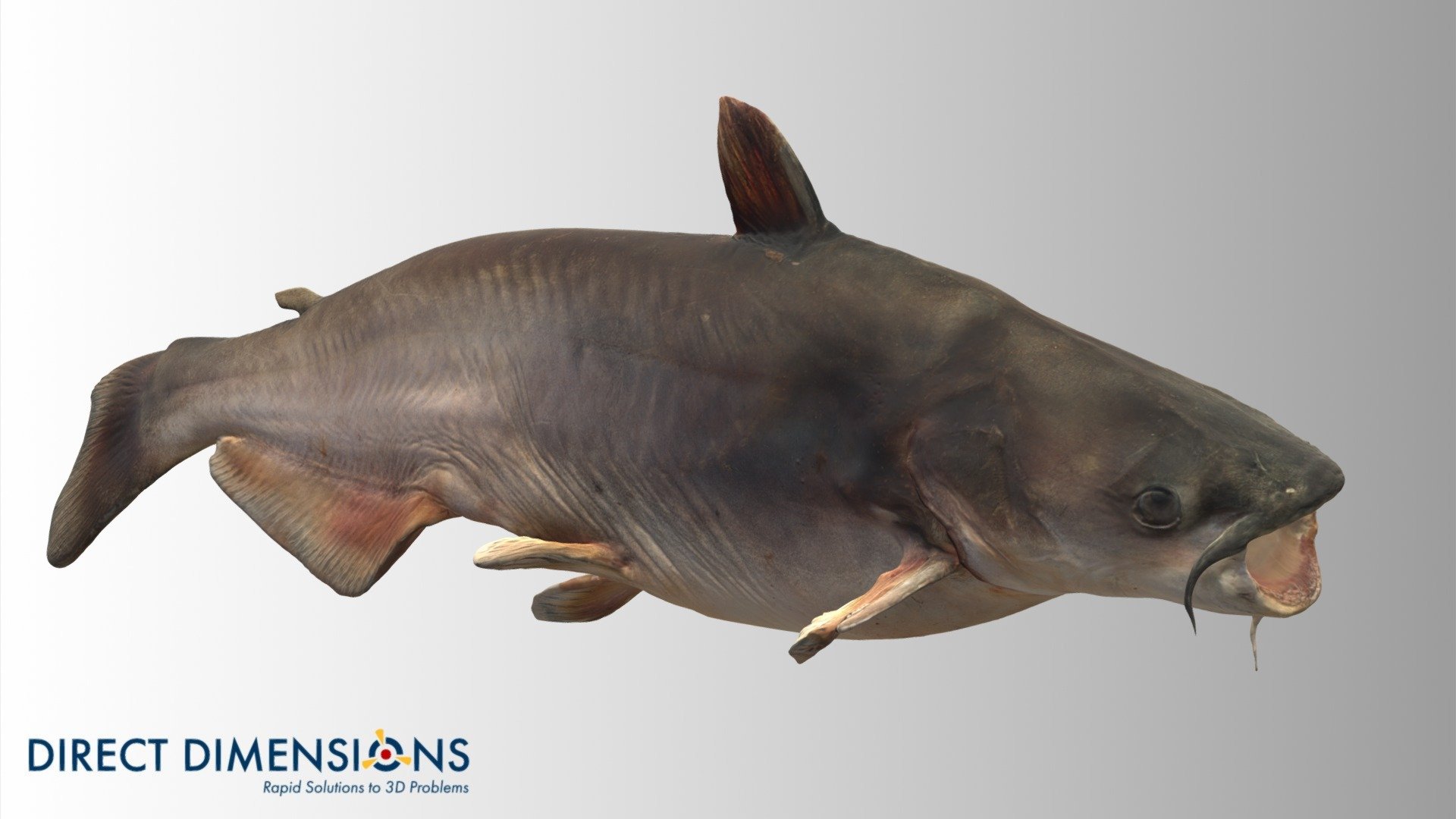 Blue Catfish; Invasive Species MD DNR - 3D model by Direct Dimensions ...