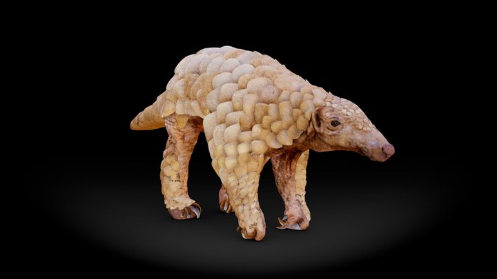 Pangolin 3D models - Sketchfab