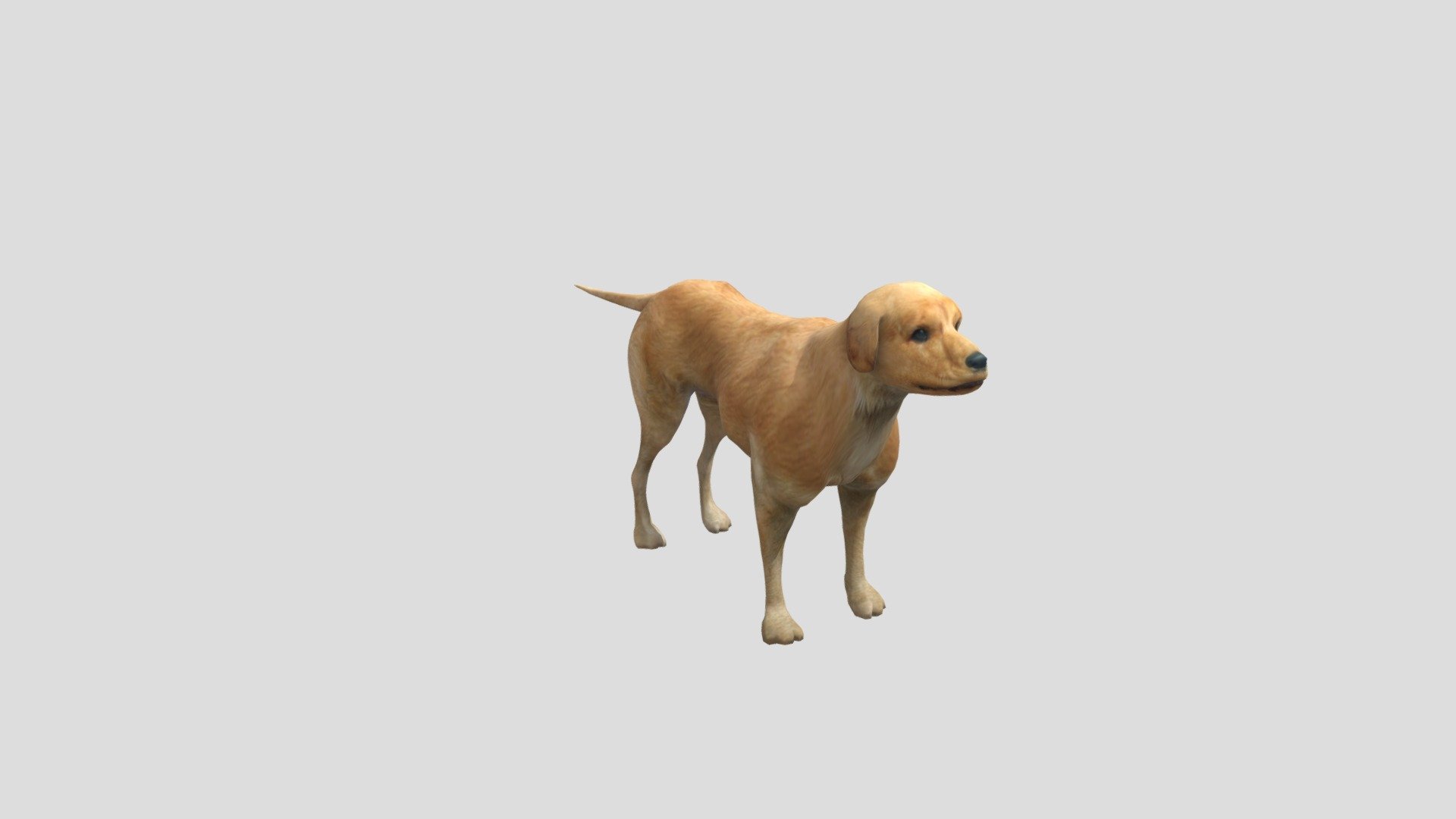 Golden Retriever Dog - Download Free 3D model by TriSams (@trisams ...