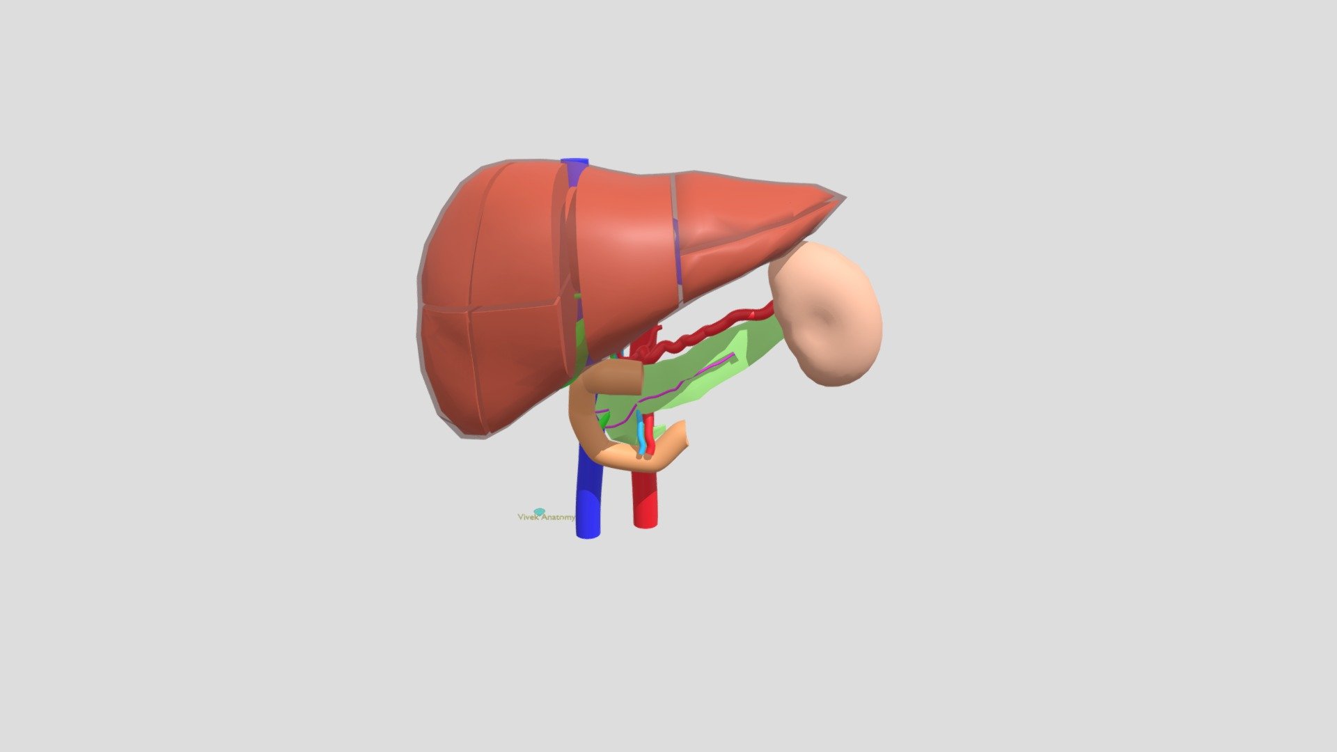 Liver Segments - 3D model by VivekAnatomy [08ce03f] - Sketchfab