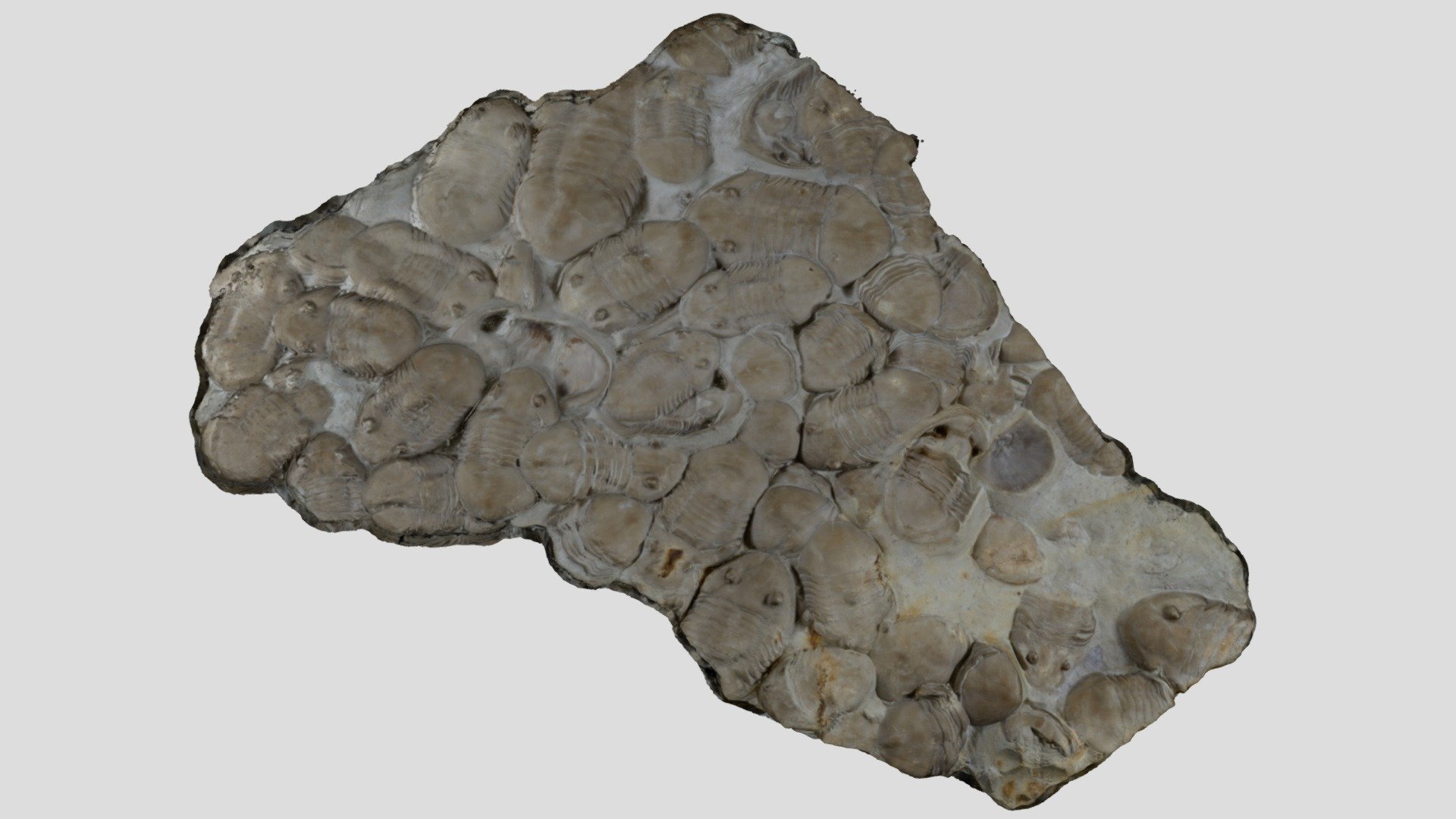 LACMIP 2552.1 Homotelus bromidensis - Download Free 3D model by Natural ...