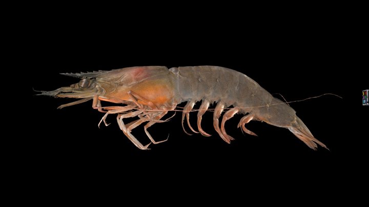 Prawn 3D models - Sketchfab