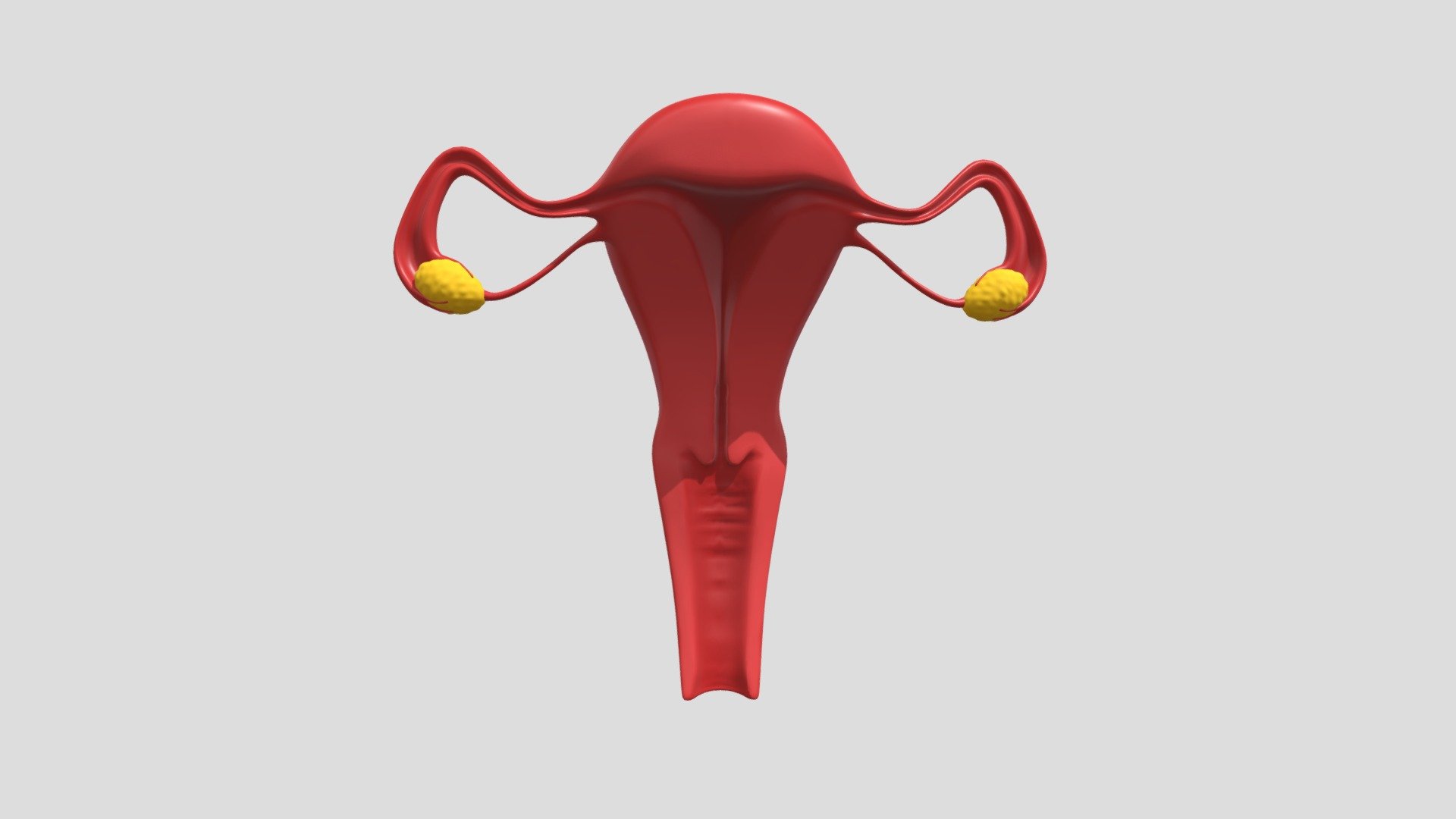 Female-reproductive-system - 3D model by Dien [08d5cdb] - Sketchfab