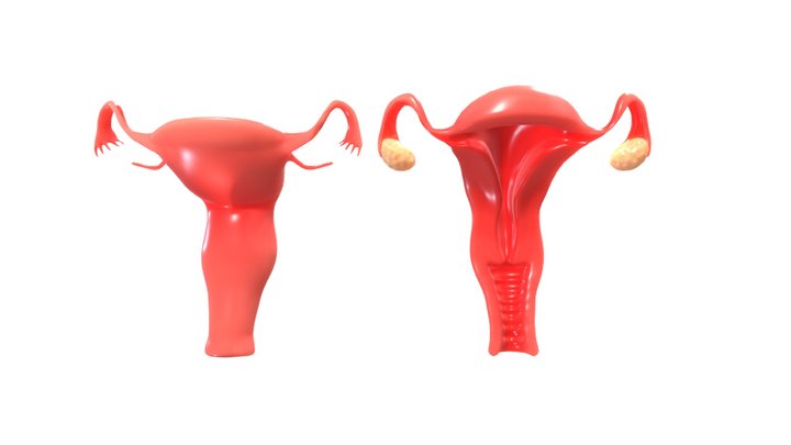 Ovary 3D models - Sketchfab
