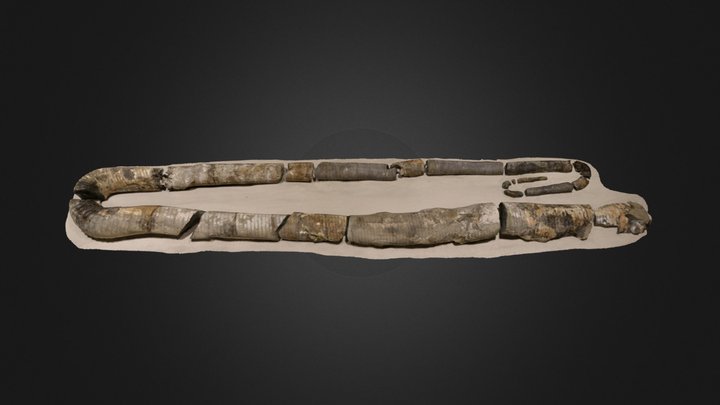 Heteromorph 3D models - Sketchfab