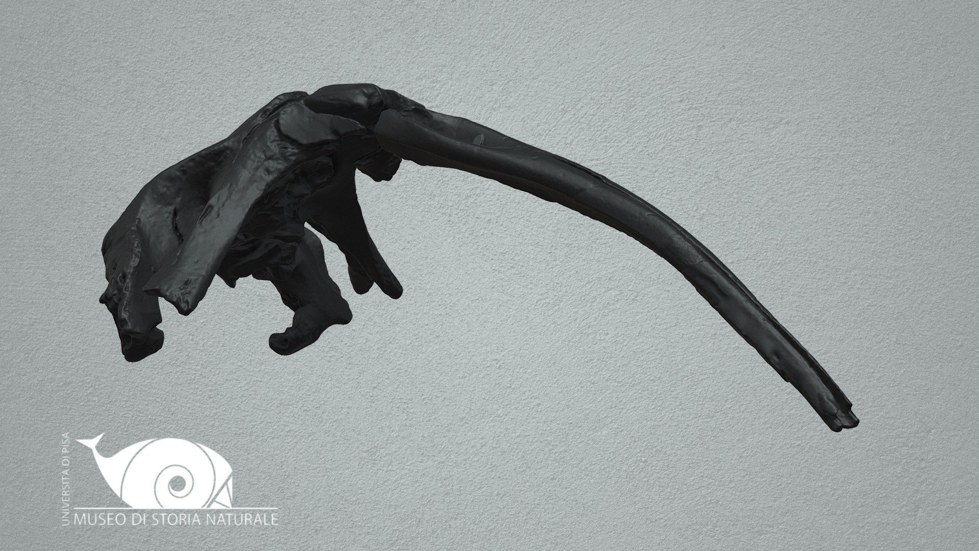 Dwarf right whale - cranium - 3D model by Natural History Museum ...