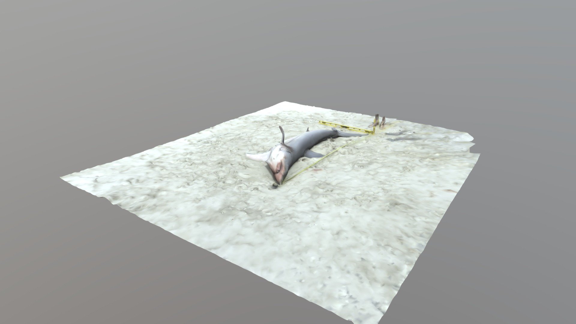 Dead Mako Shark - Download Free 3D model by eyrelab (@theeyrelab ...