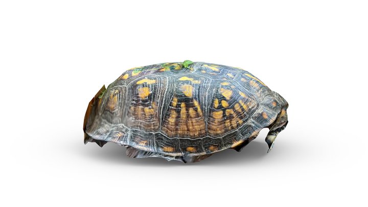 Box-turtle 3D models - Sketchfab