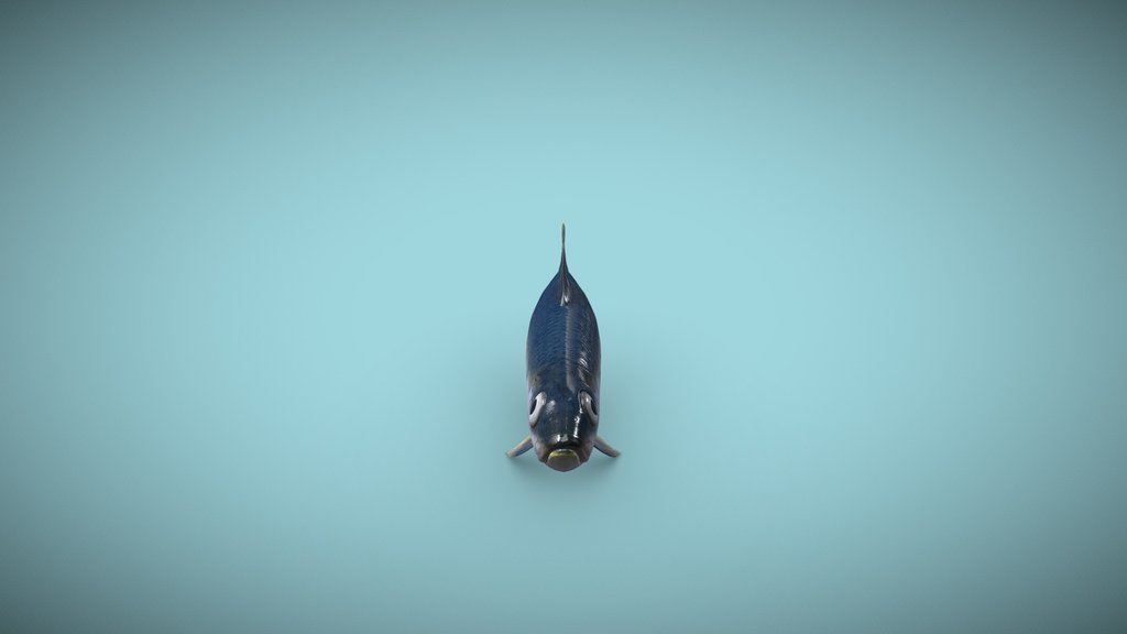 Fish - A 3D model collection by lacerda.julio - Sketchfab