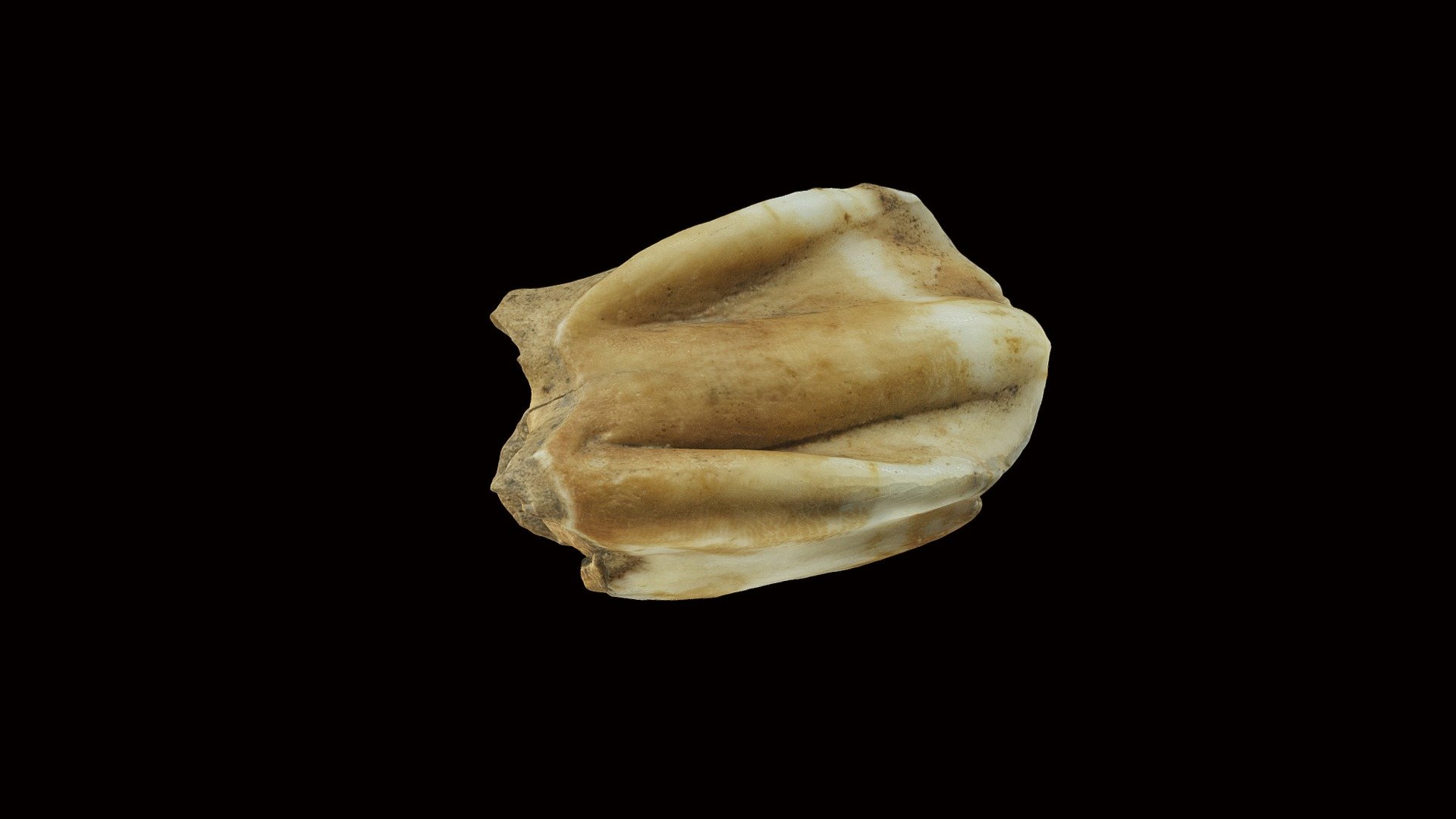 Animal Tooth - 3D model by NC Historic Sites (@NCHS) [08ecdf0] - Sketchfab