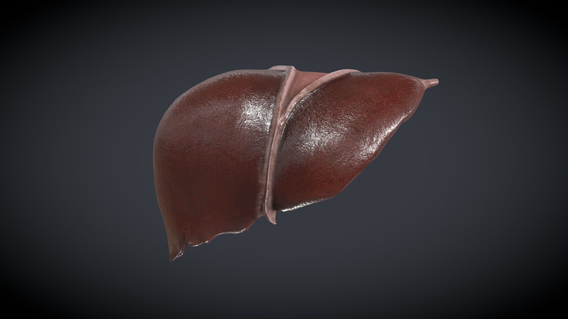 Liver