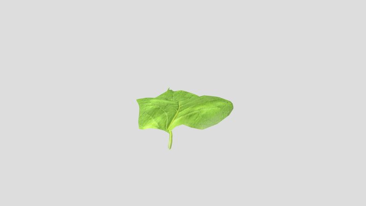 Hoja 3D models - Sketchfab