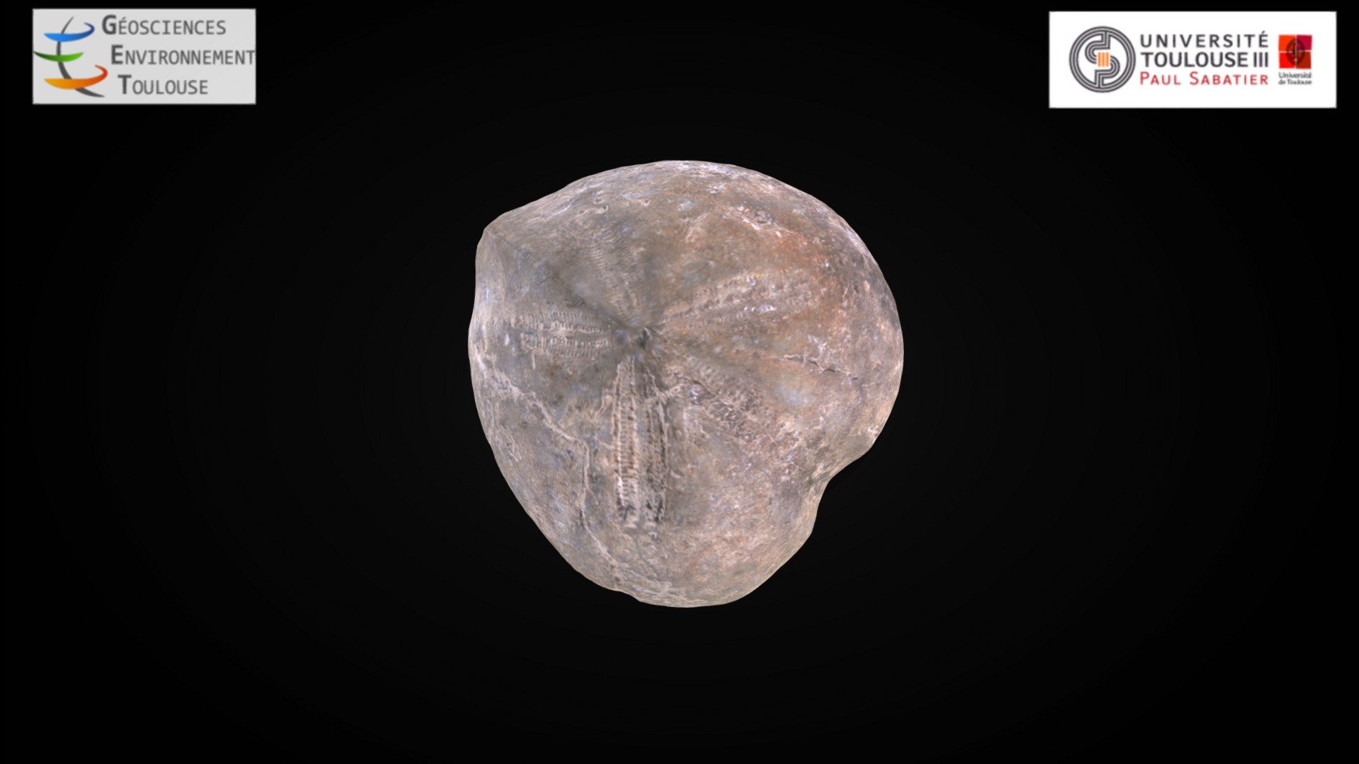 Micraster - Download Free 3D model by Marc de RAFELIS (@derafelis ...