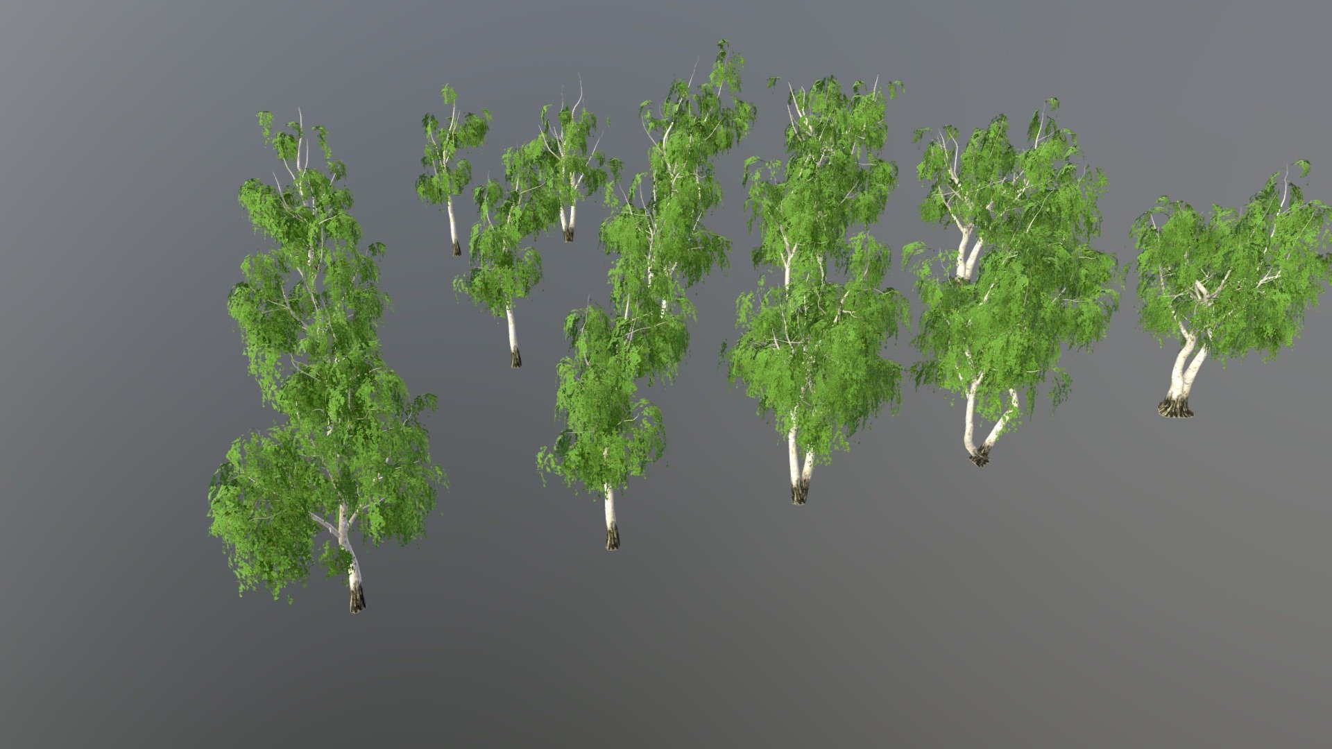 Five Birch trees pack (lowpoly, LODs) - Download Free 3D model by ...