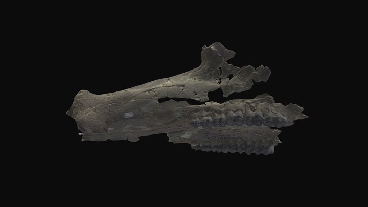 Peccary 3D models - Sketchfab