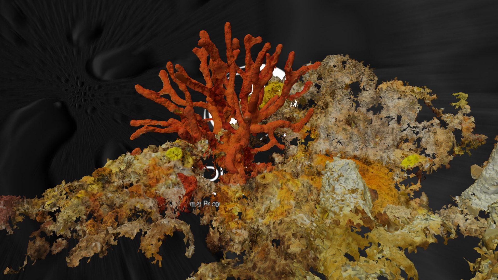 RED CORAL BRANCH - ECOLOGY - 3D model by comex (@comex) [0903886 ...