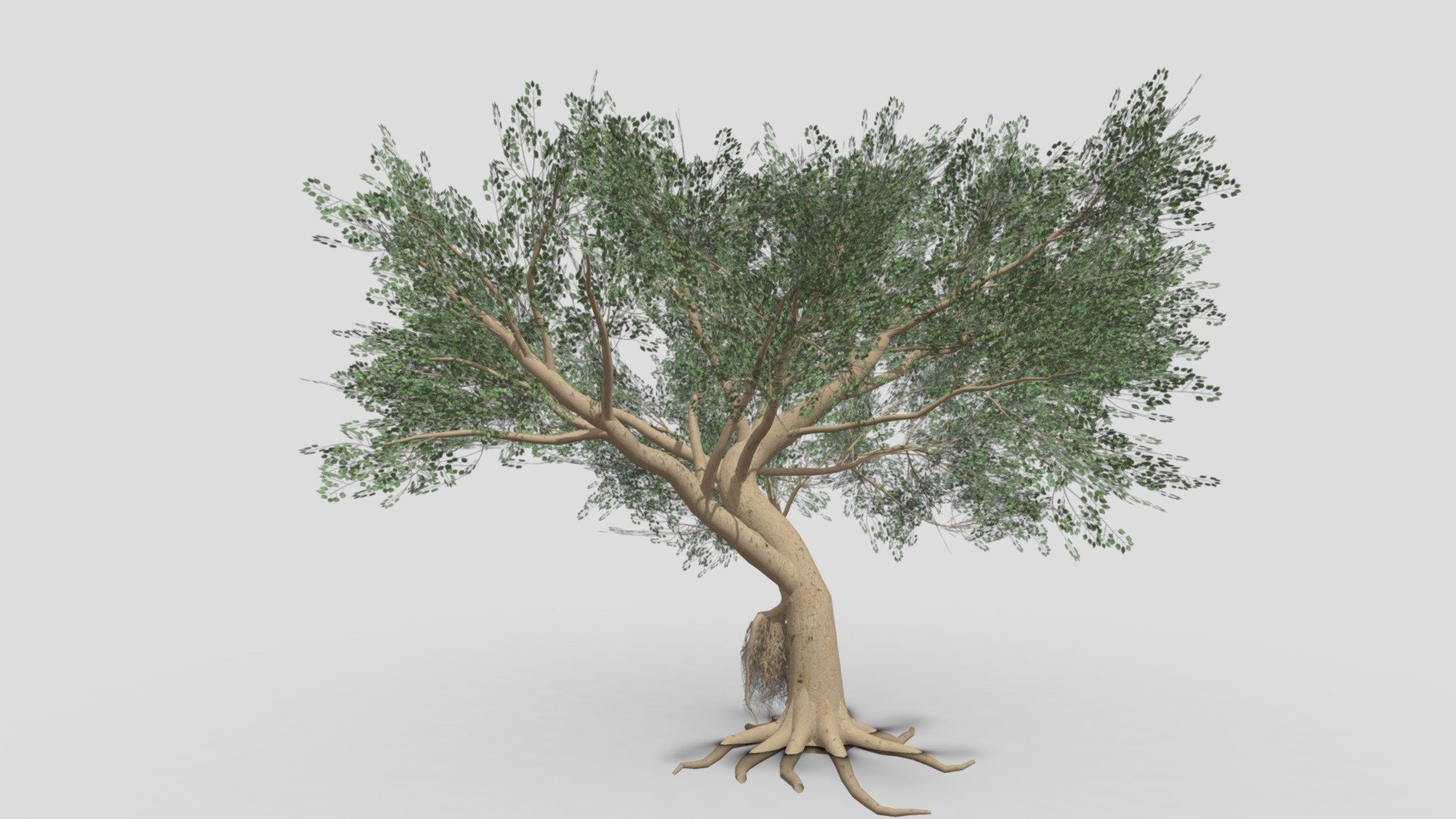Ficus Benjamina Tree-S15 - Buy Royalty Free 3D model by ASMA3D [090a507 ...