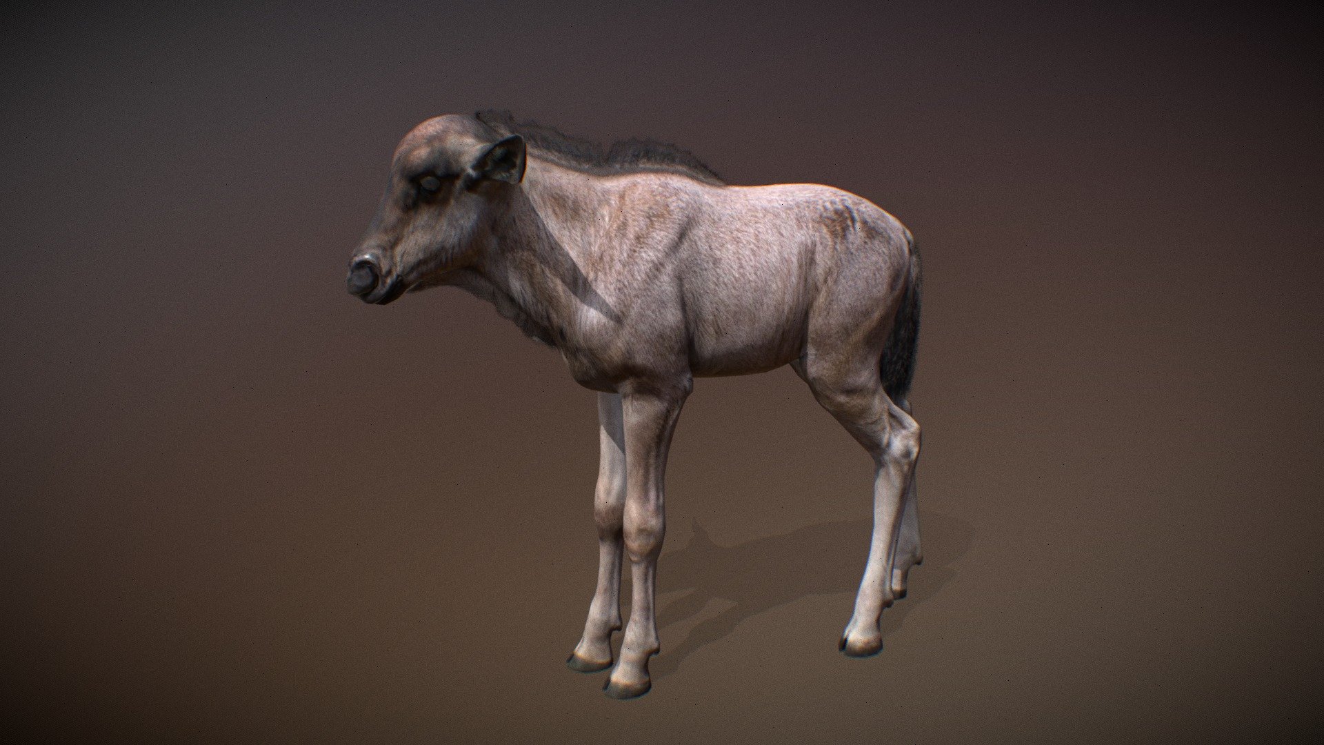 Animalia - Blue Wildebeest (young) - 3D model by GiM (@GamesInMotion ...