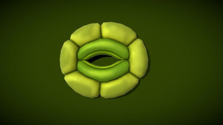 Plantsanatomy 3D models - Sketchfab