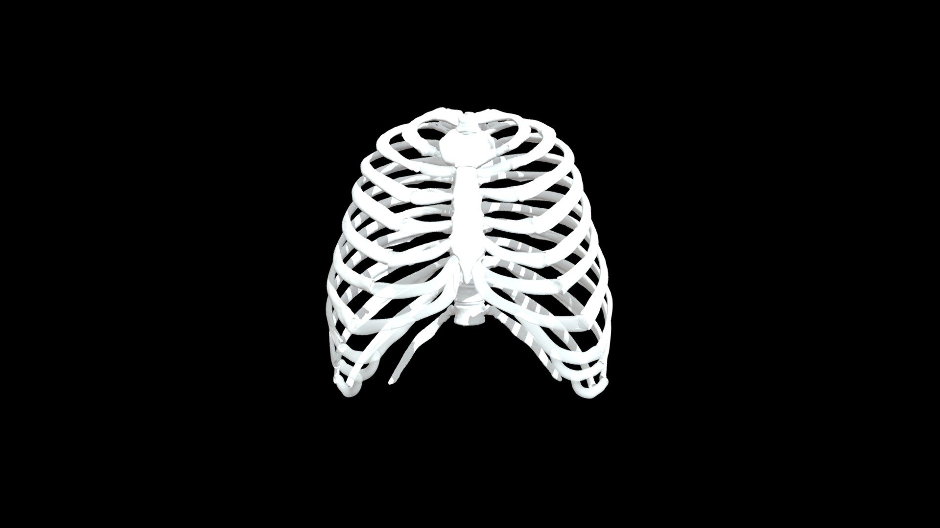 Human_ Thorax - 3D model by Tenzer Technology Center at DePauw ...