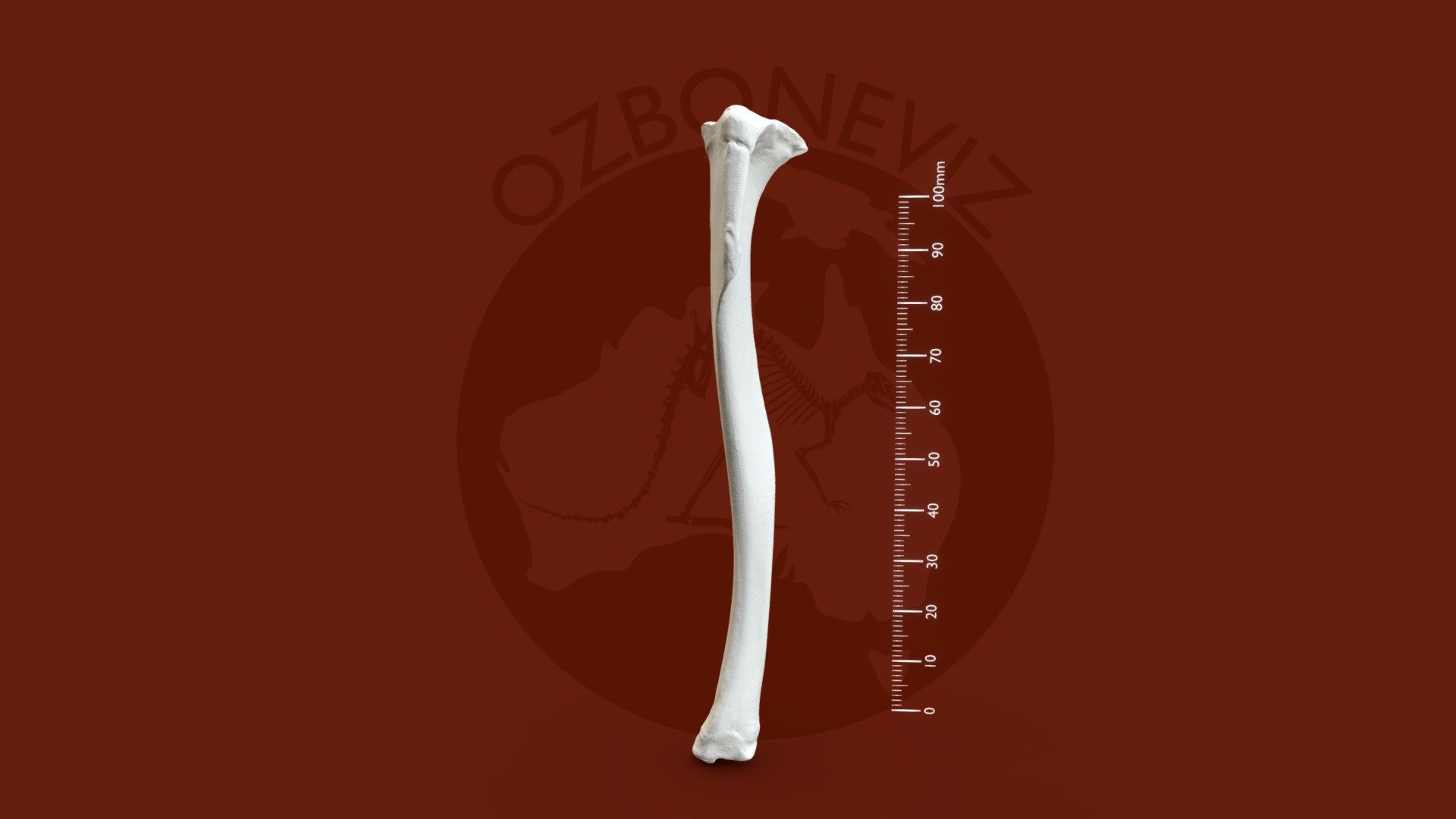 Quokka tibia - 3D model by Ozboneviz [0920518] - Sketchfab