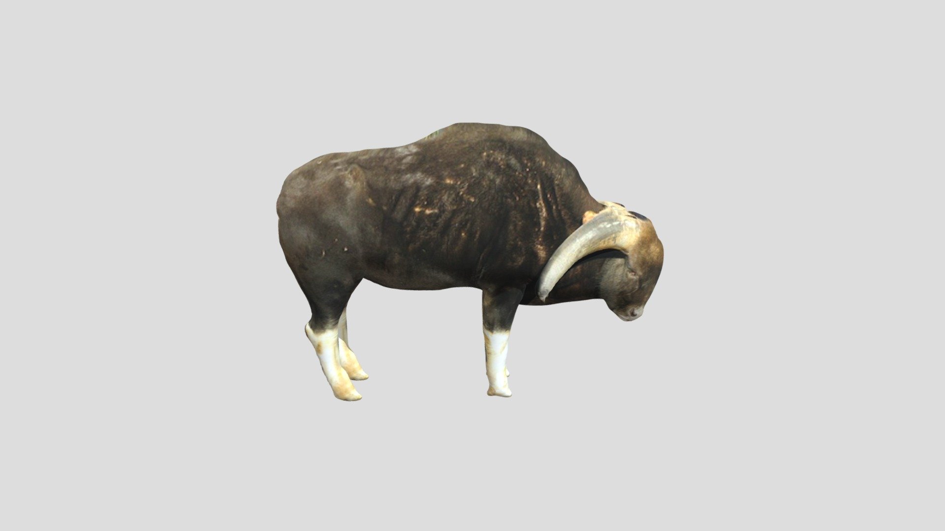 Gayal - Download Free 3D model by An Evil Sonic (@Gotta_go_evil_Fast ...