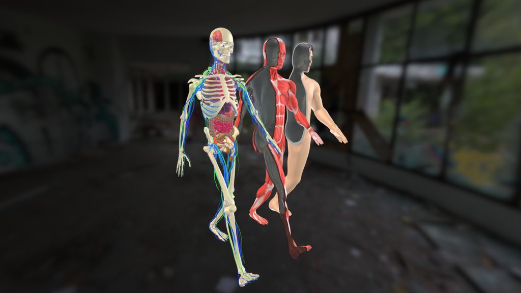 muscle - A 3D model collection by ames5529 - Sketchfab