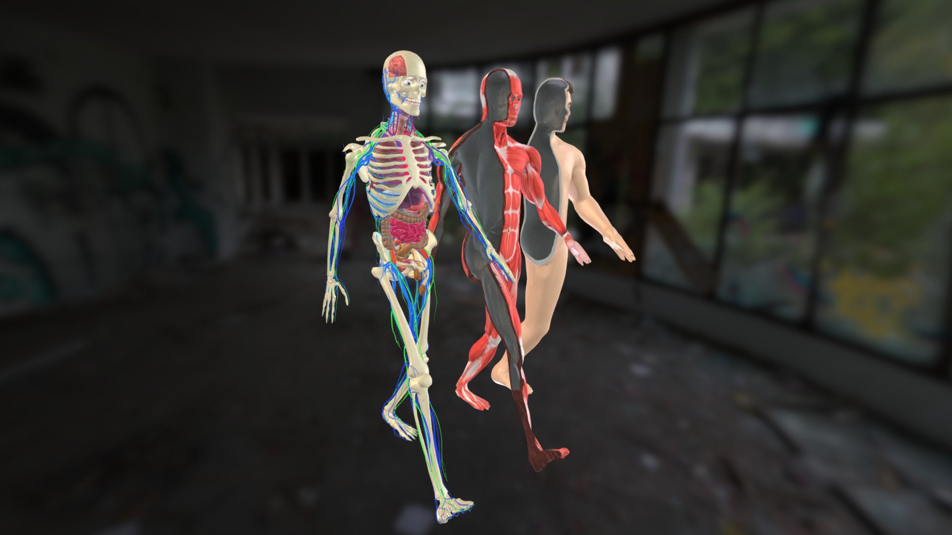 Animation Dissection Male Anatomy Systems - Buy Royalty Free 3D model ...