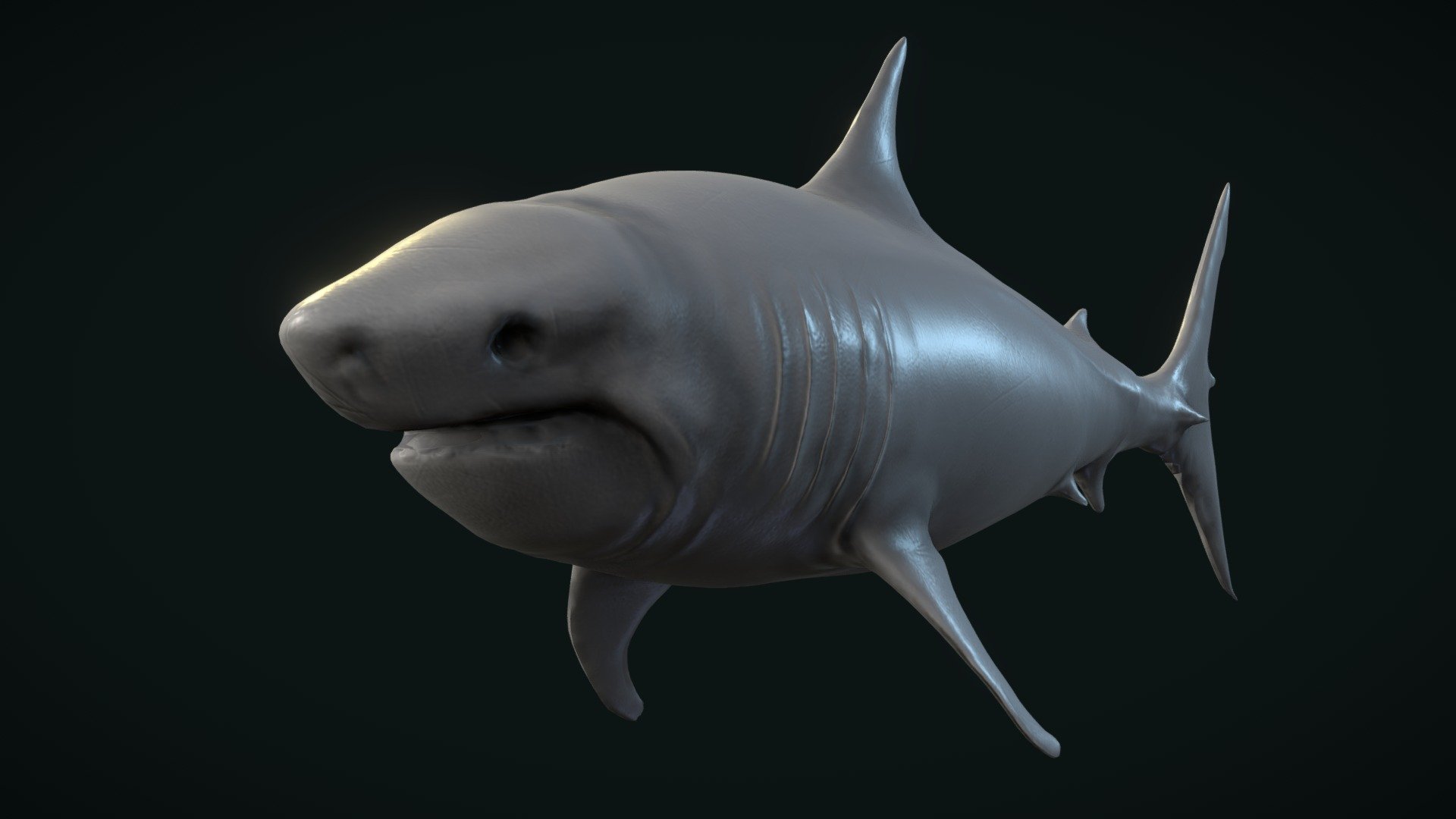 Shark - 3D model by MrJak [0925365] - Sketchfab