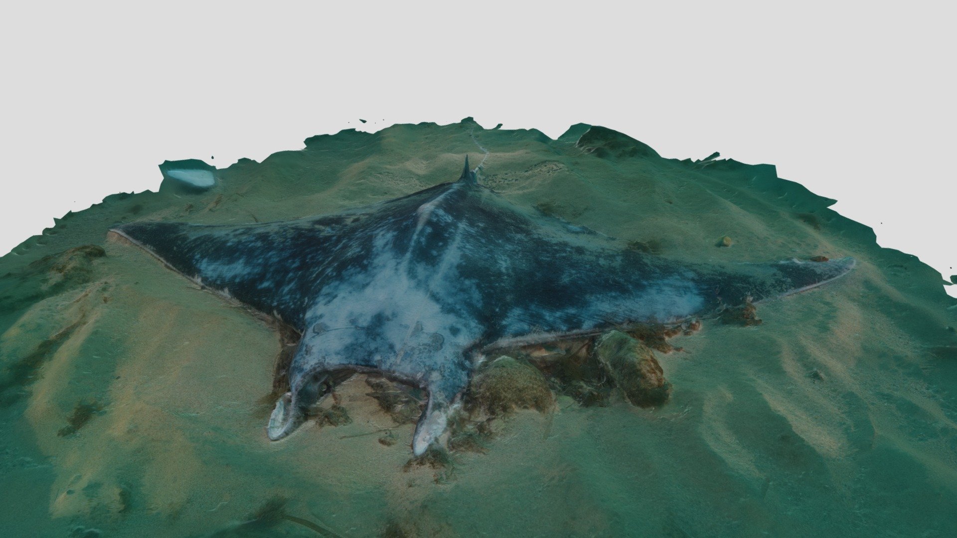 Dead Devil Fish - 3D model by rlamarche [0935d87] - Sketchfab